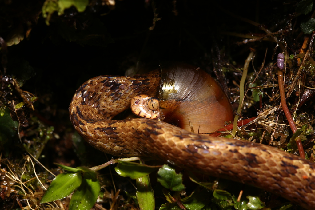 Atayal Slug-eating Snake in May 2018 by Tunyu Chen · iNaturalist