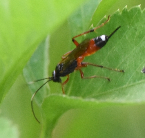 Genus Gambrus · iNaturalist