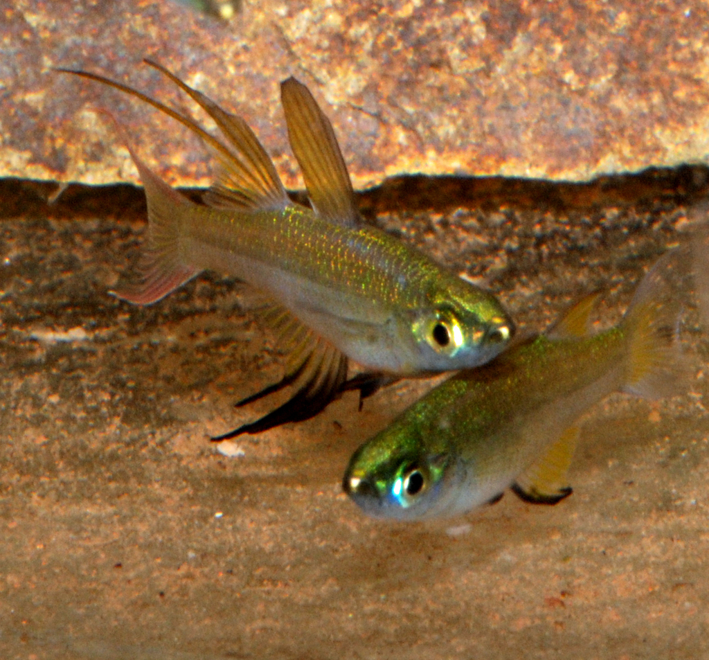 Threadfin Rainbowfish from Mission River QLD 4874, Australia on August ...