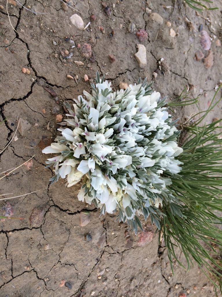 Threeleaf Milkvetch from Lethbridge AB, Lethbridge, AB, CA on May 16 ...