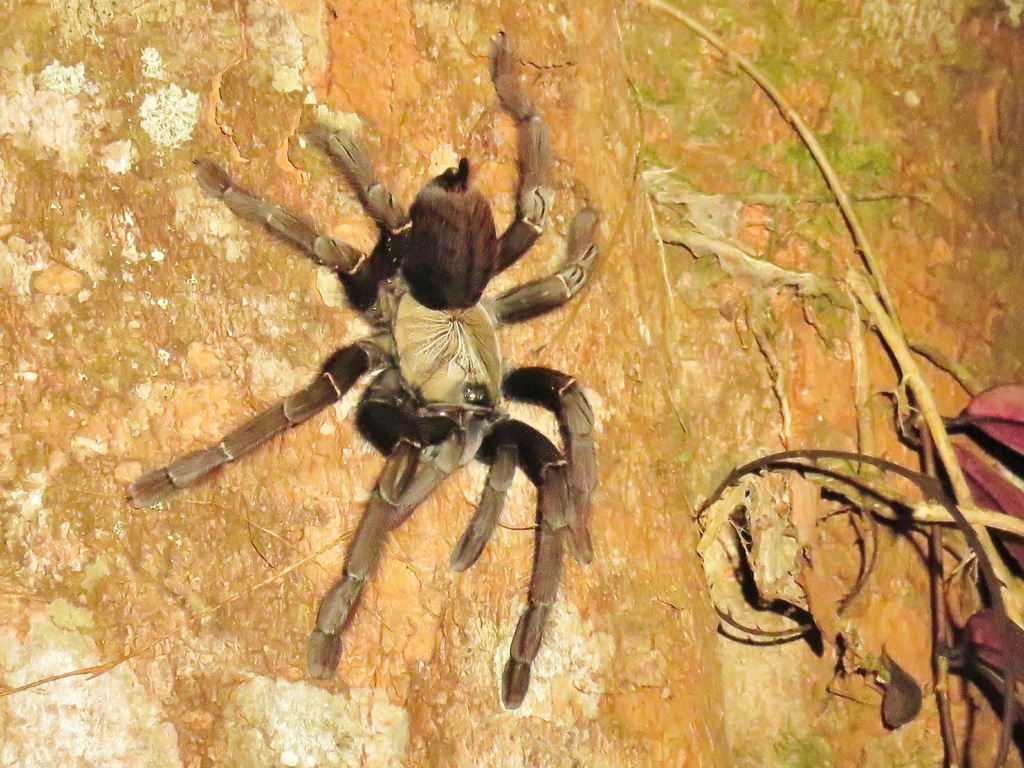 Phormingochilus from Sabah #2, Lahad Datu, Malaysia on February 18 ...