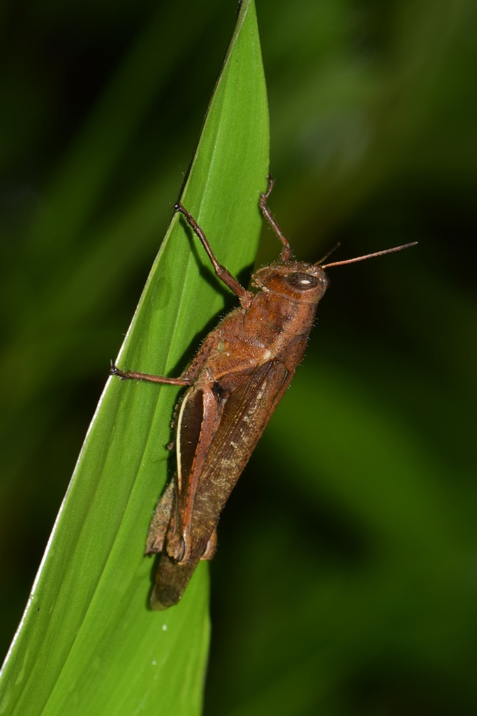 Abracris flavolineata from Rio Topo, Cantón Baños, Ecuador on January ...