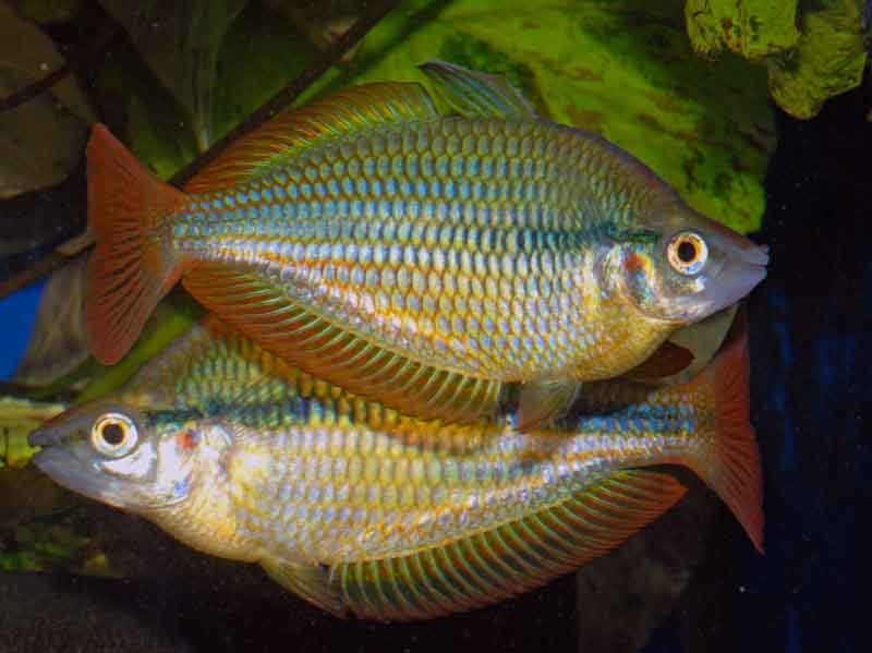 Banded Rainbowfish (Melanotaenia trifasciata) - Marine Life Identification