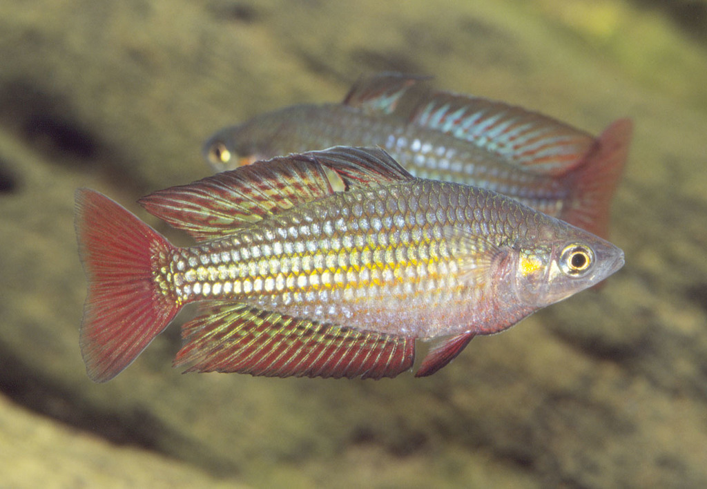 eastern rainbowfish (Melanotaenia splendida splendida) - Marine Life ...