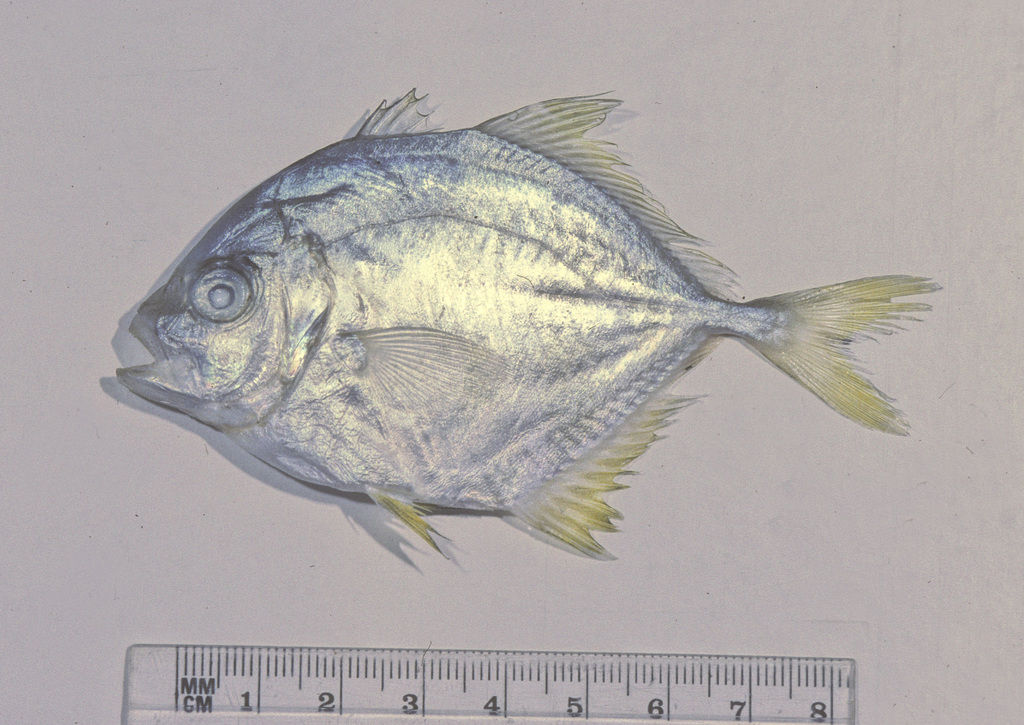White-spot Trevally (Platycaranx malabaricus) - Marine Life Identification