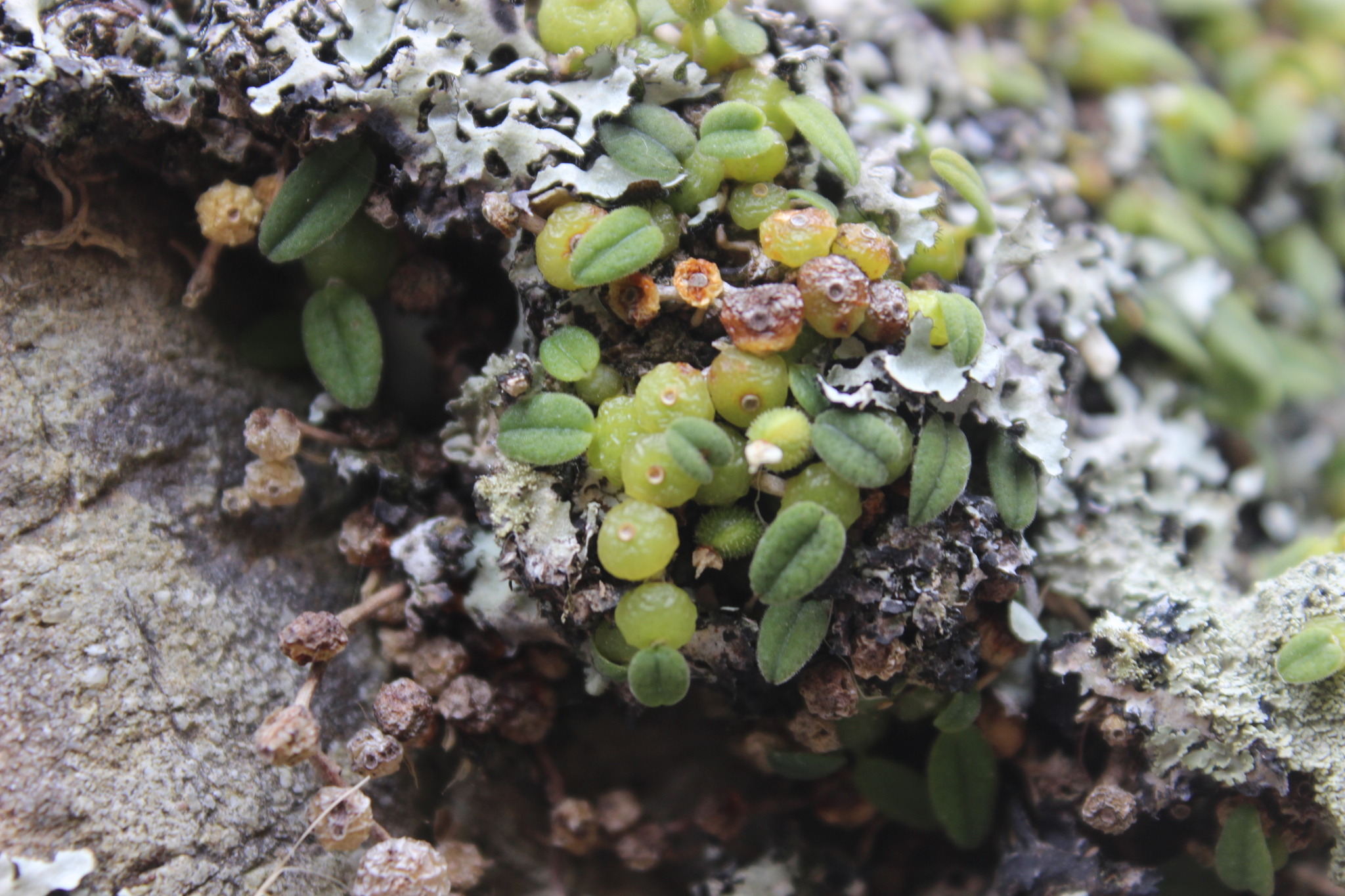 Bulbophyllum pygmaeum (Sm.) Lindl.