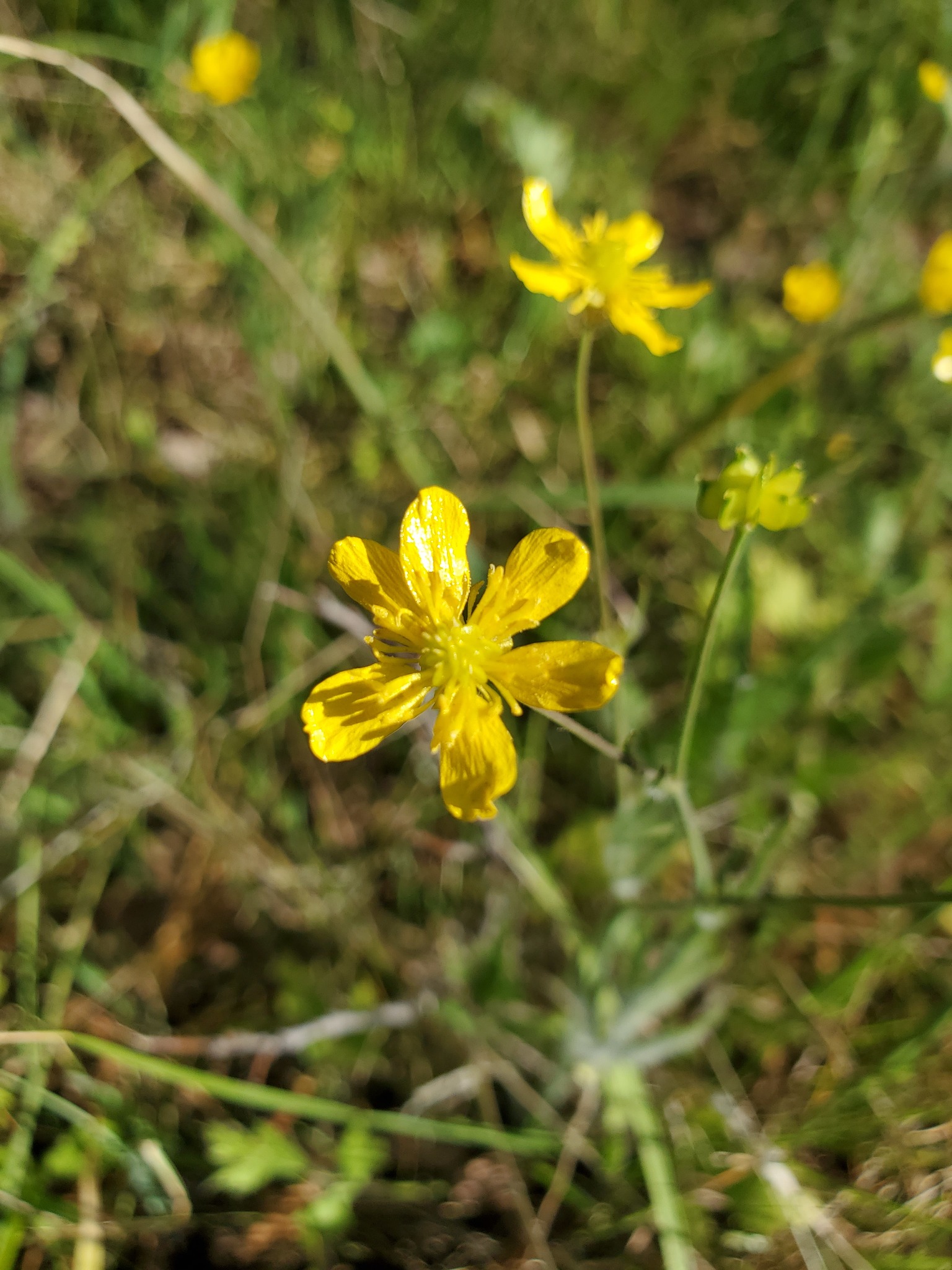 Ranunculus canus Benth.