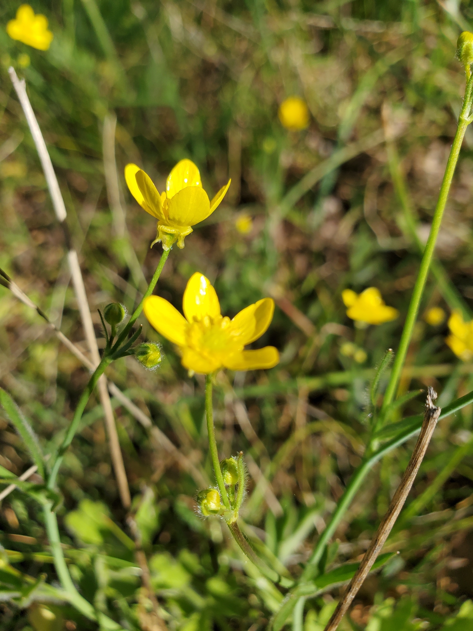 Ranunculus canus Benth.