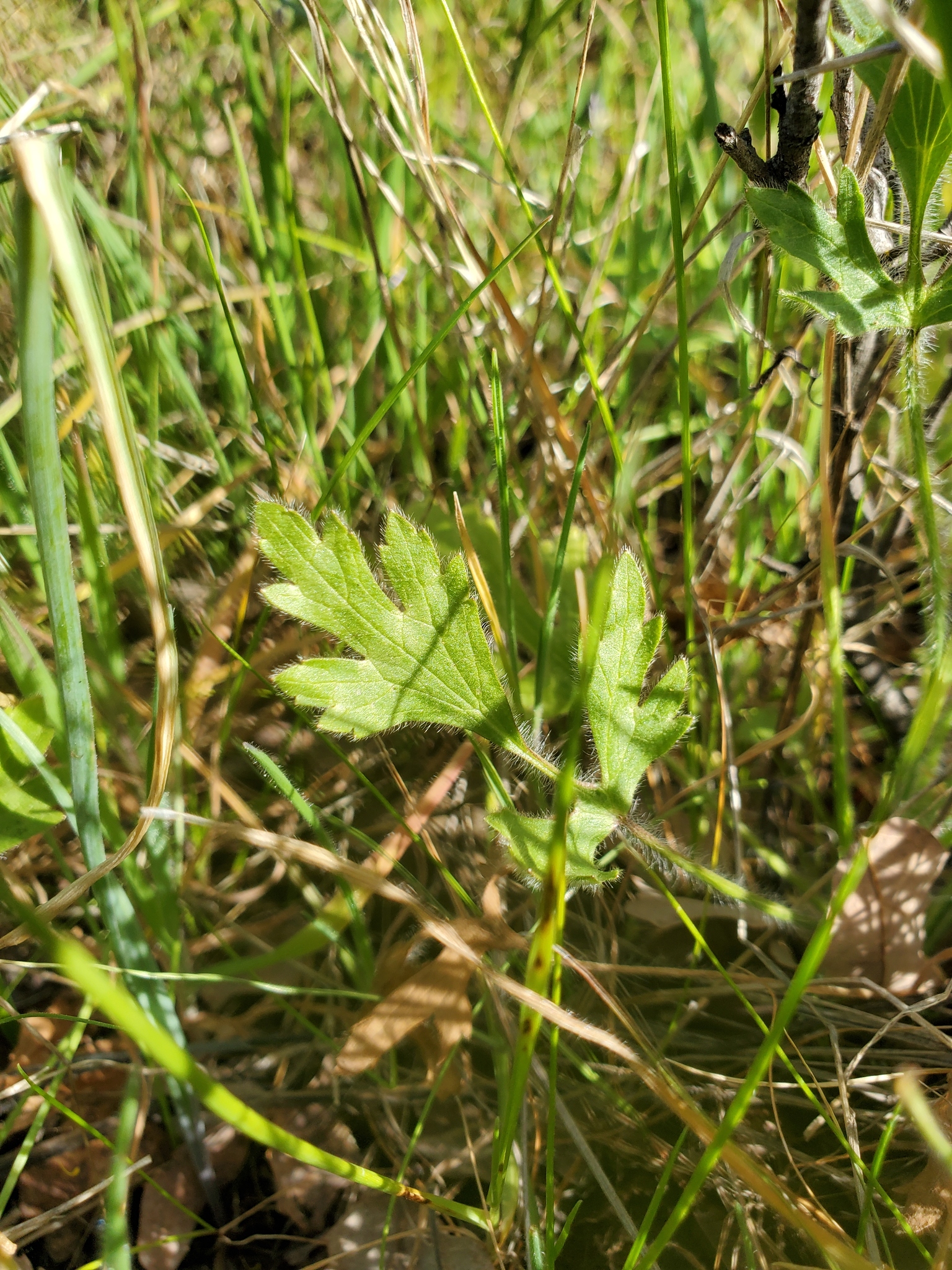 Ranunculus canus Benth.