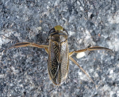 Cymatia bonsdorffii · iNaturalist United Kingdom
