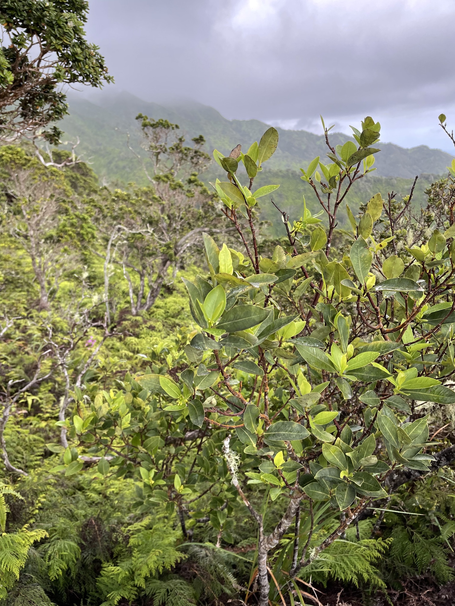 Wikstroemia oahuensis (A.Gray) Rock