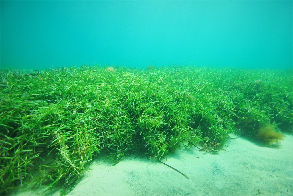 Amphibolis griffithii from Normanville Beach, Normanville 5204 ...