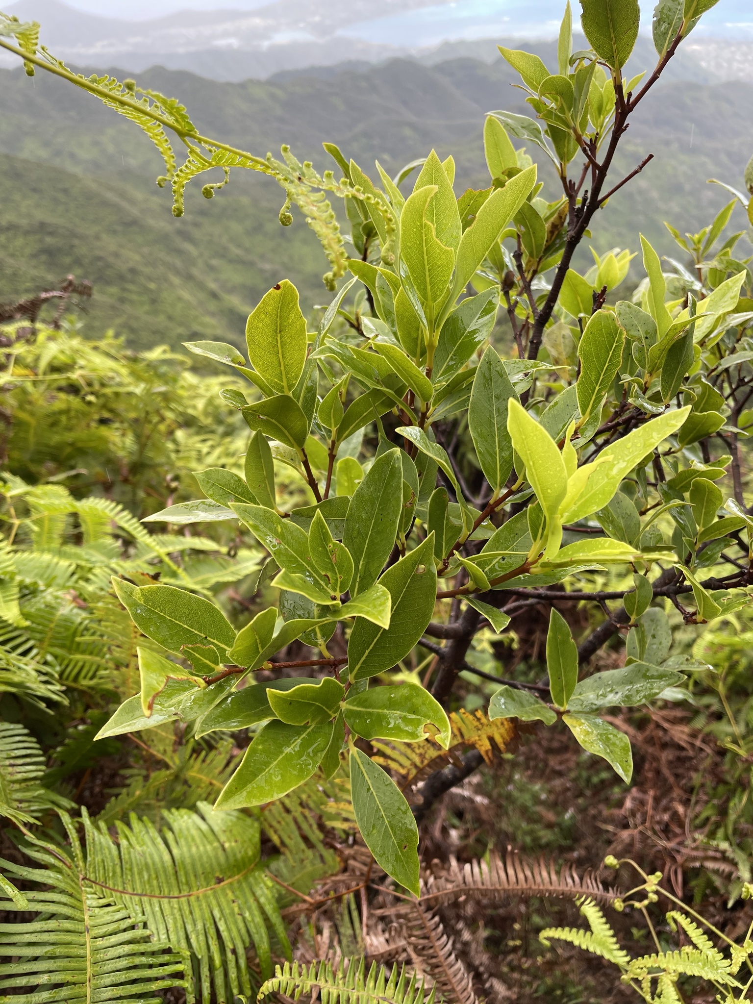 Wikstroemia oahuensis (A.Gray) Rock
