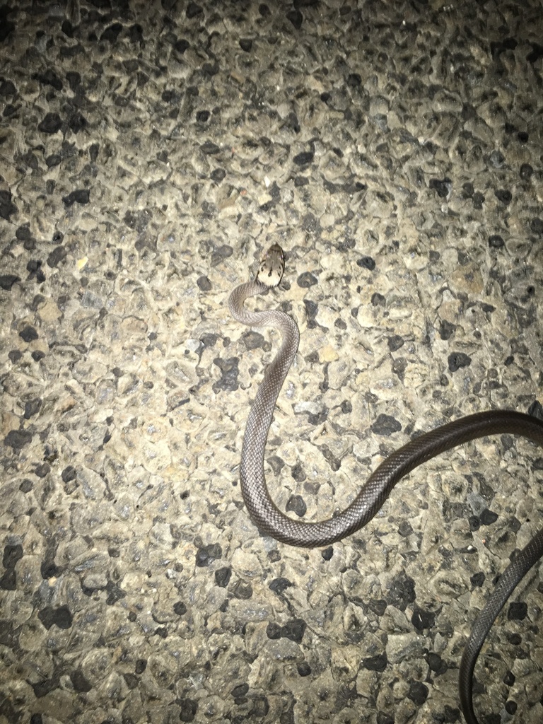 Pale-headed Snake from Warkon QLD 4417, Australia on September 21, 2019 ...