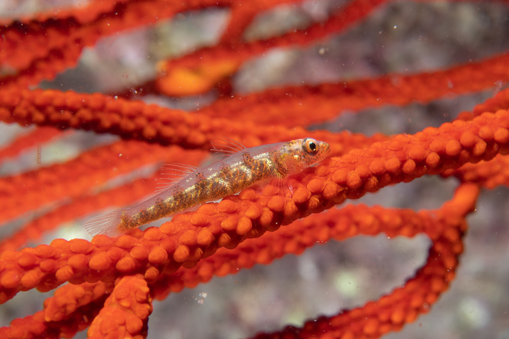 Loki Whipgoby (Bryaninops loki) - Marine Life Identification