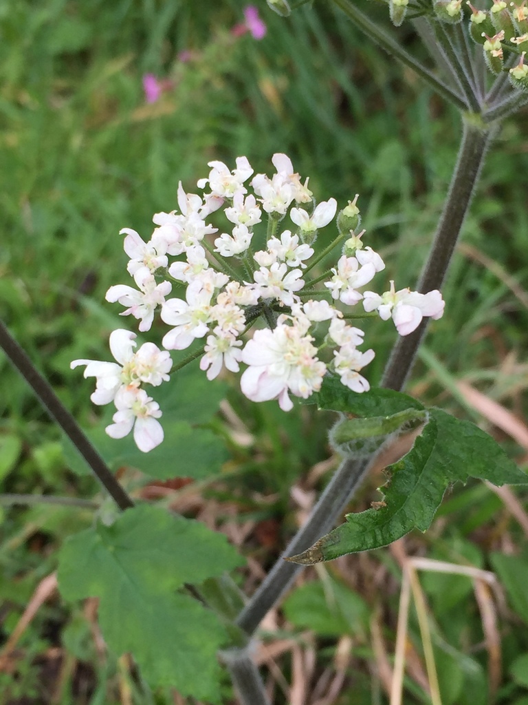 Apioideae from Stadway Meadow, Sidmouth, England, GB on February 28 ...