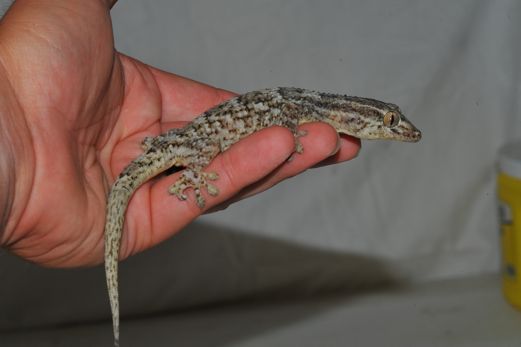 American Wall Gecko (Herps of Oriental Cuba) · iNaturalist