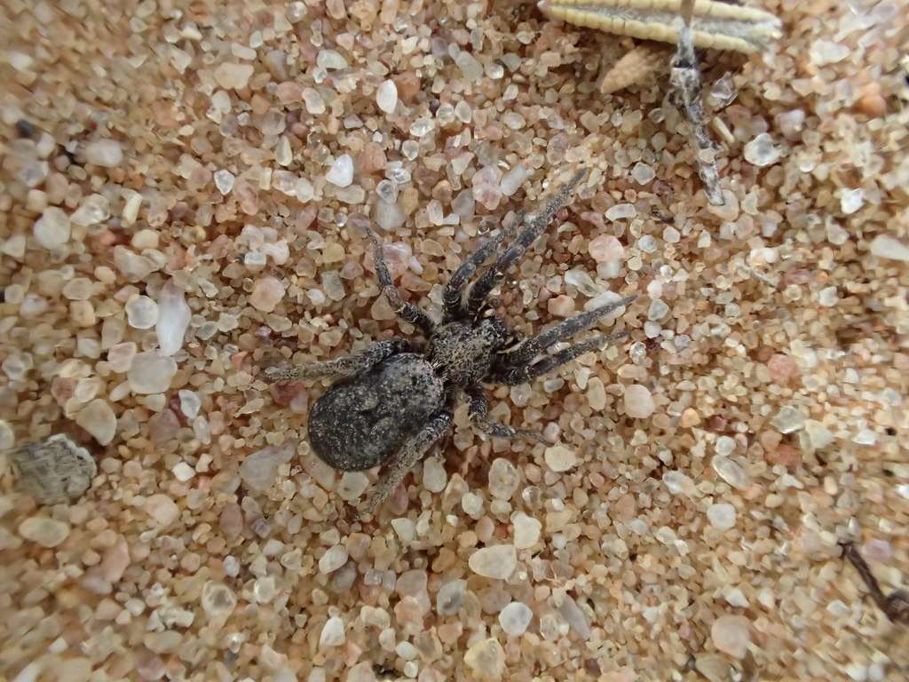 Prowling Spiders in February 2022 by Mark Hura · iNaturalist