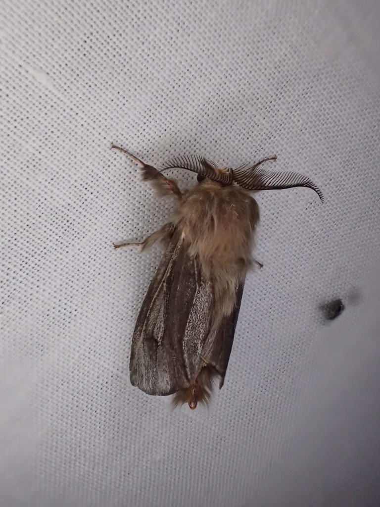 Common Case Moth from 30km E by N of Swan Reach, S. AUST on February 27 ...