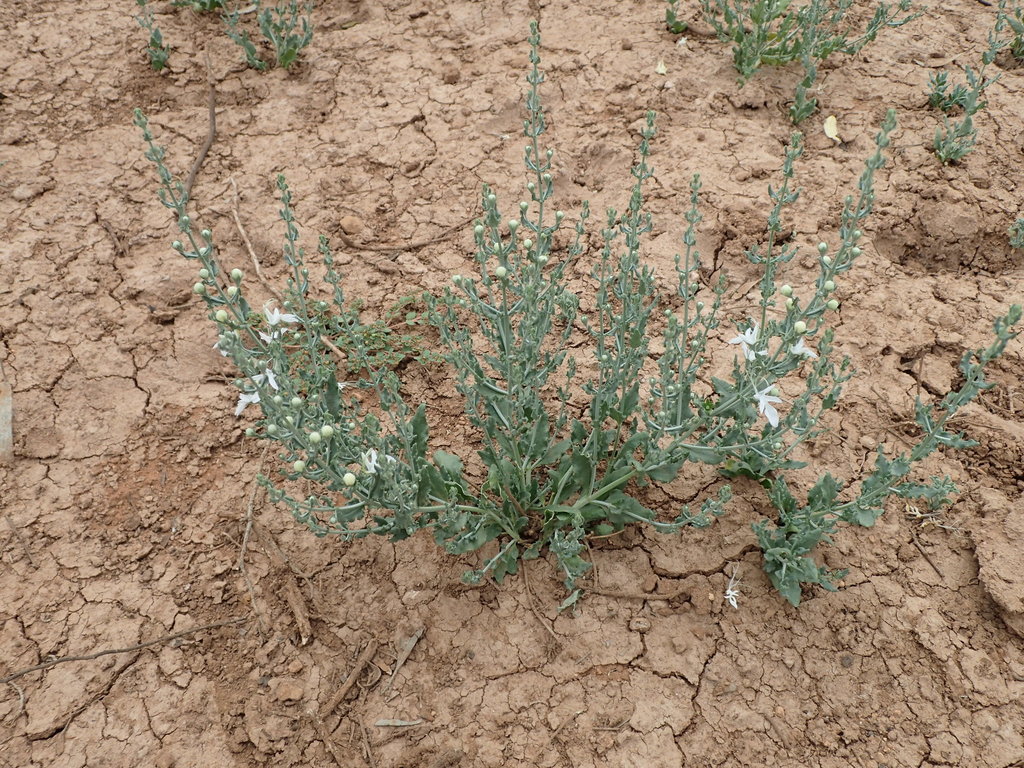 Grey Germander from 30km E by N of Swan Reach, S. AUST on February 27 ...