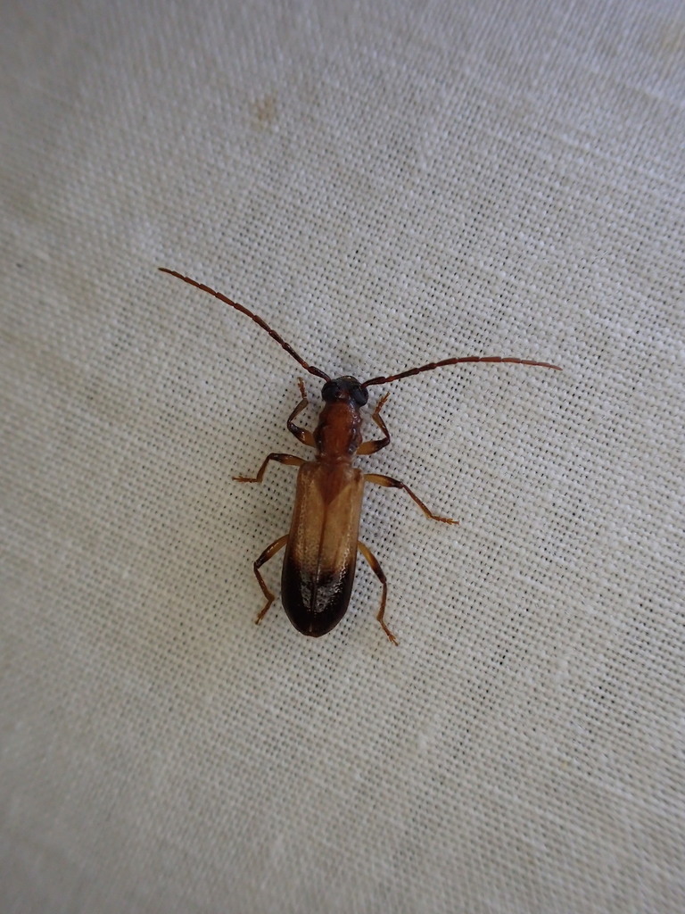 Round-necked Longhorn Beetles in February 2022 by Mark Hura · iNaturalist