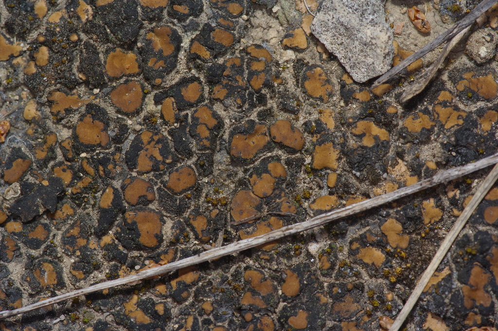 Brown Stipplescale Lichen in February 2022 by Michelle W.. Found these ...