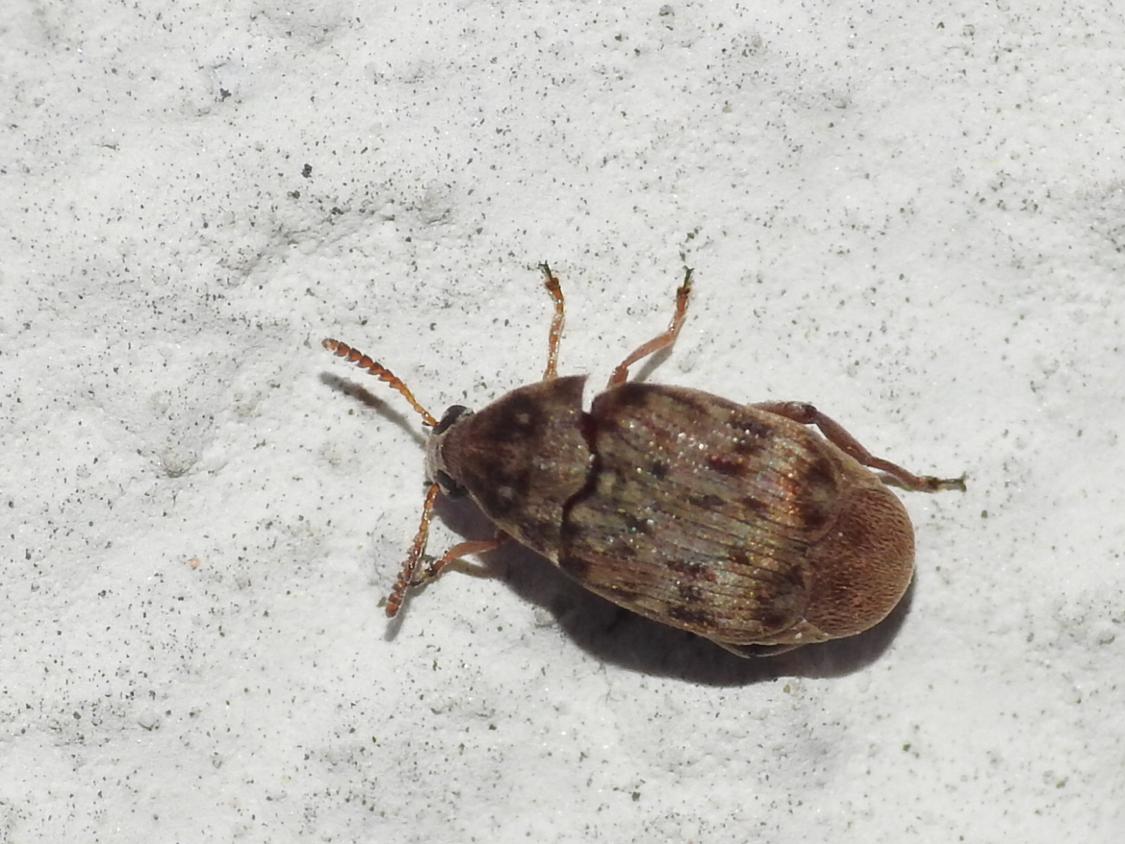 Acanthoscelides obtectus (Say, 1831)
