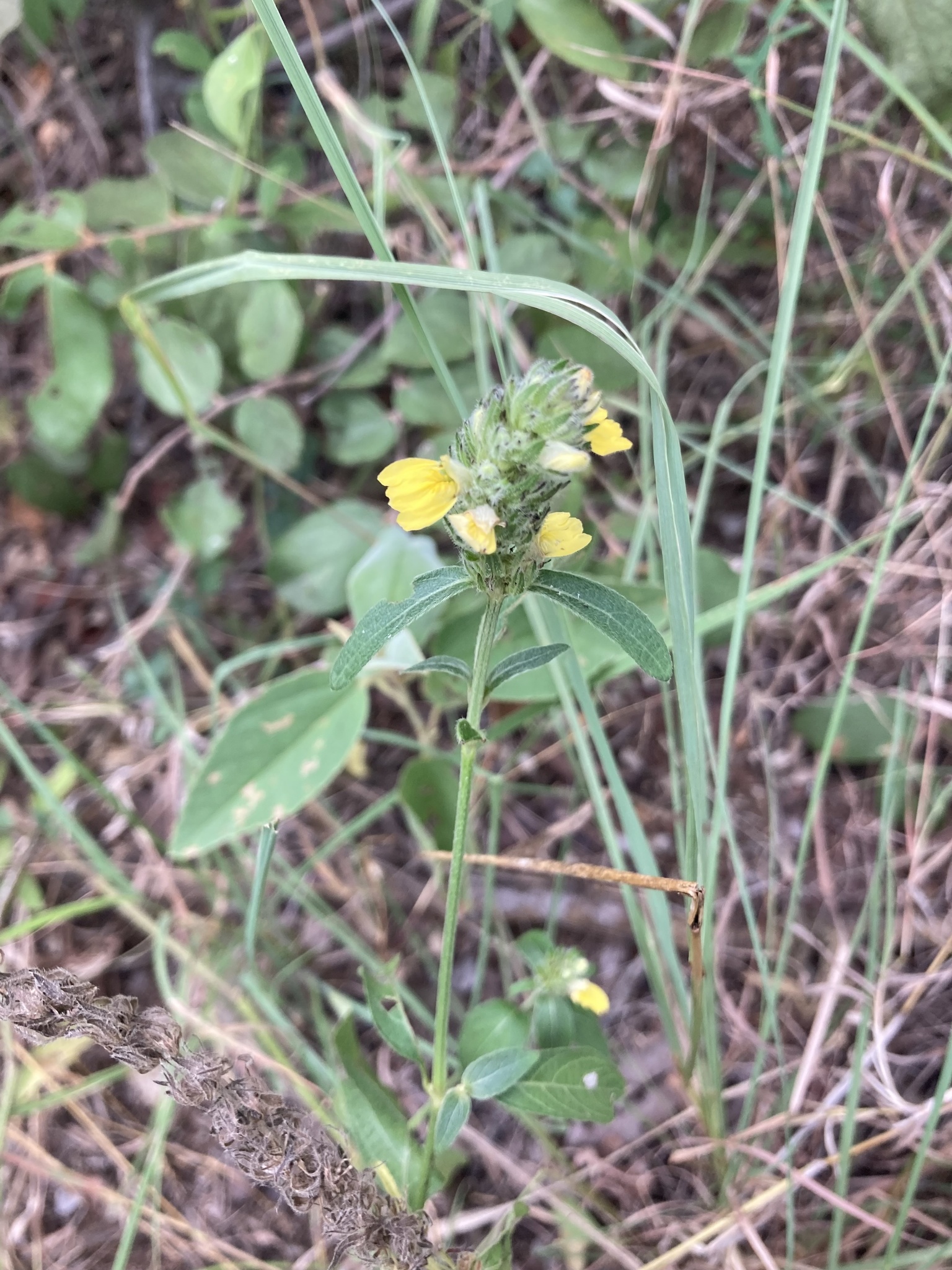 Justicia flava (Forssk.) Vahl