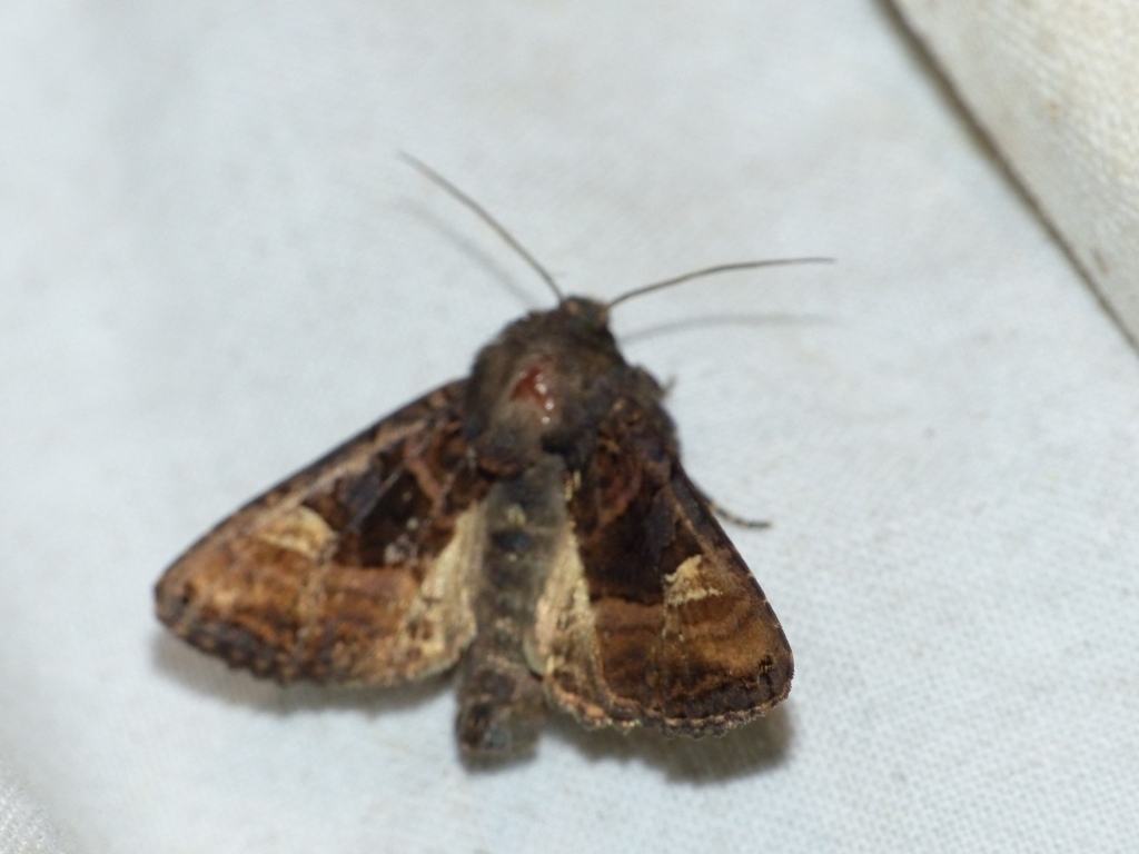 Small Angle Shades from 77580 Crécy-la-Chapelle, France on June 03 ...