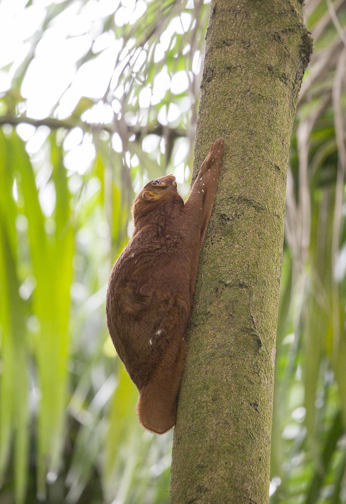 Sunda Colugo (Galeopterus variegatus) - Know Your Mammals