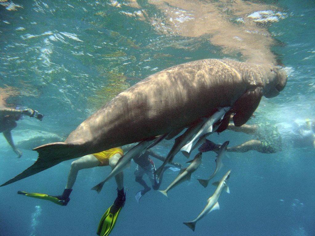Dugong (Dugong dugon) - Know Your Mammals