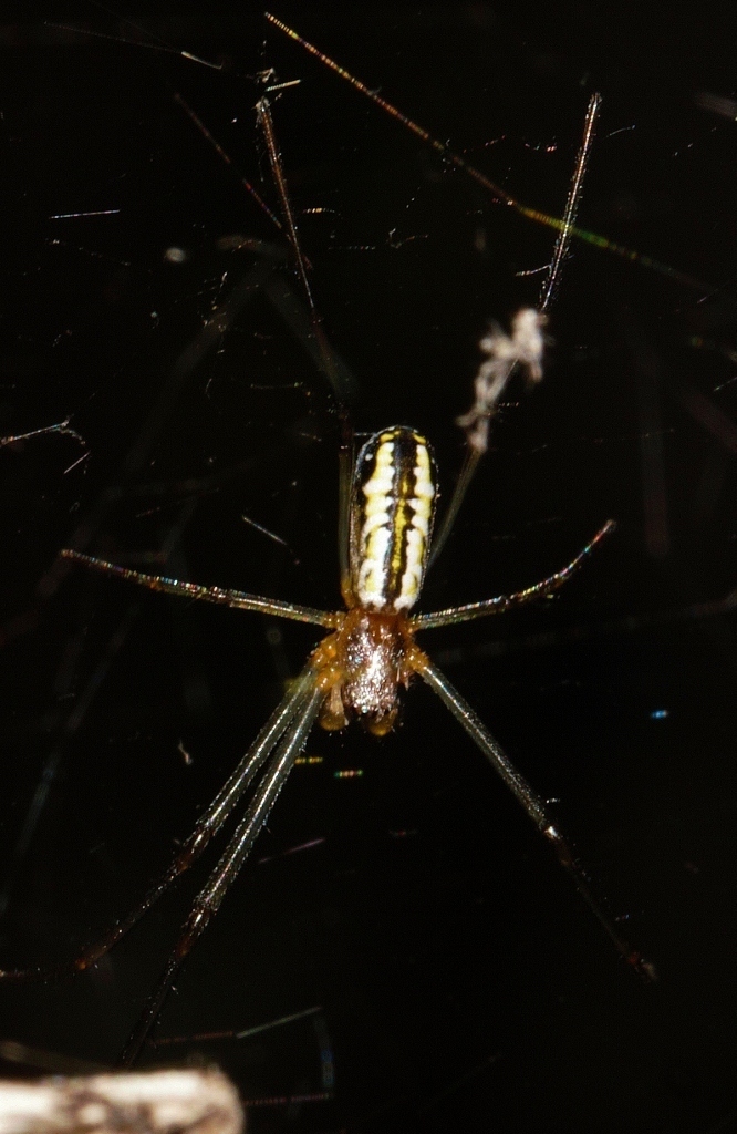 Hairy Golden Orb-weaving Spider from Philadelphia, Harare, Zimbabwe on ...