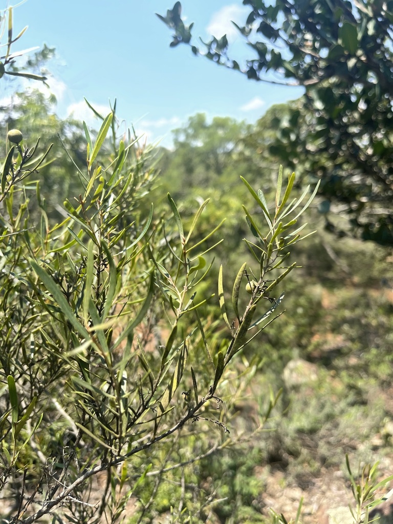 Small-leaf Guarri from LP, ZA on February 10, 2022 at 12:43 PM by Troos ...