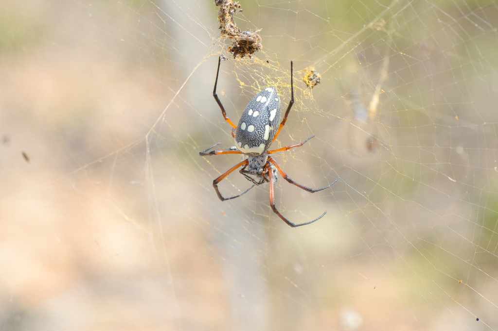 Red-legged Golden Orb-web Spider from Hadhramaut Governorate, Yemen on ...