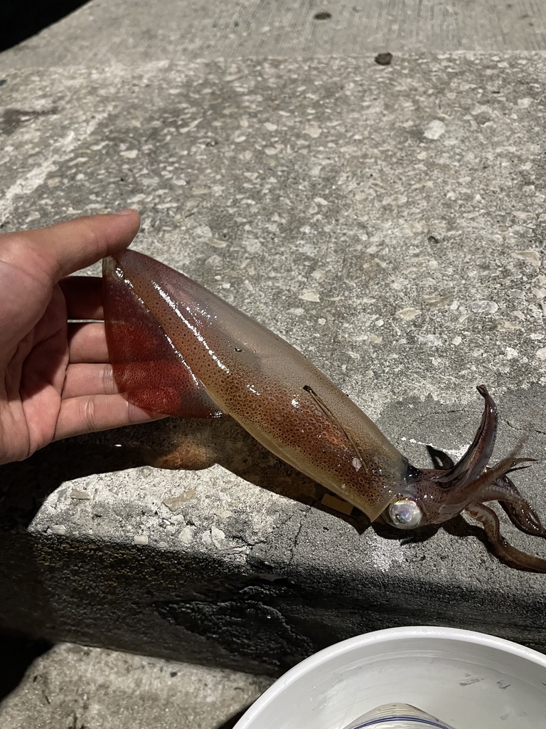 Longfin Inshore Squid from Tampa Bay, FL, US on February 21, 2022 at 10 ...