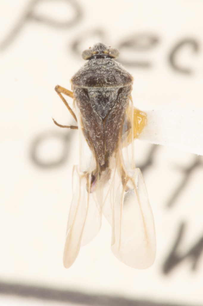 Polymerus diffusus from South Rim, Arizona 86023, USA on June 24, 1930 ...