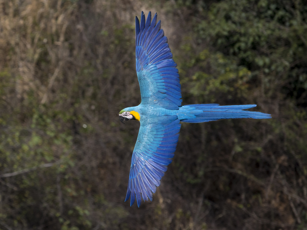 Blue-and-yellow Macaw (Wildlife of Sydney NSW Australia ) · iNaturalist