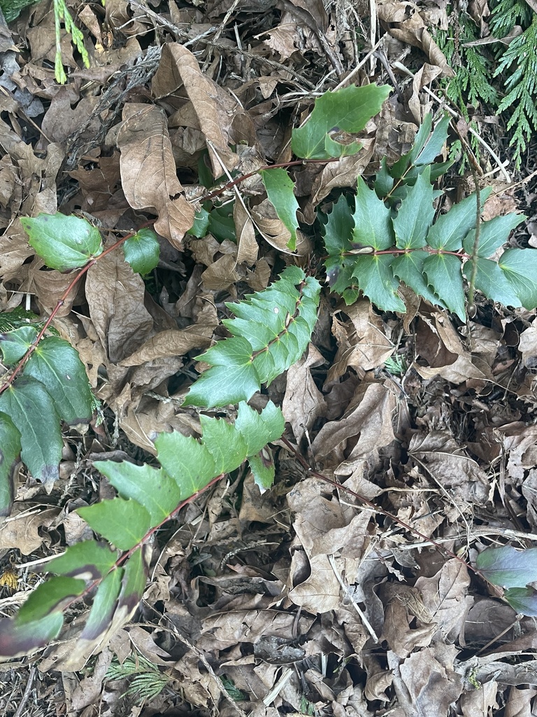 Cascade Oregon-grape from Pioneer Park, Mercer Island, WA, US on ...