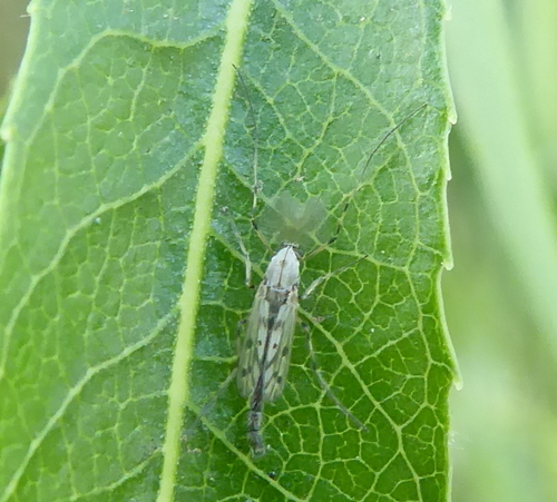 Dicrotendipes fusconotatus · iNaturalist United Kingdom