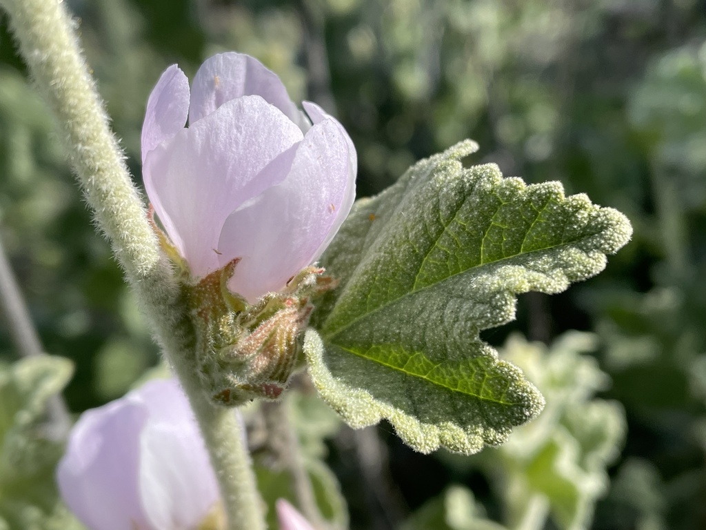 Indian Valley bush-mallow in February 2022 by Christian Schwarz ...