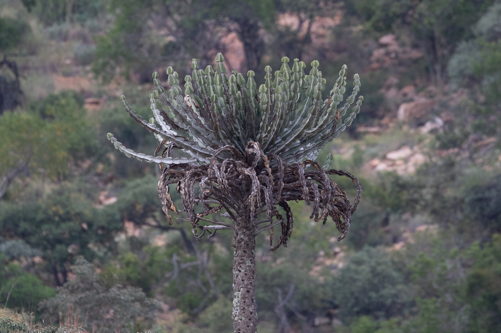 Bushveld Candelabra Tree from Kgaswane Mountain Reserve, Rustenburg, NW ...