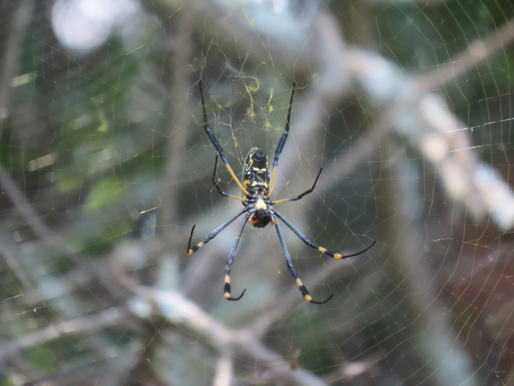 banded-legged golden orb-web spider from Bosveld, South Africa on ...
