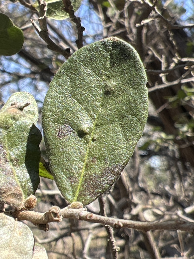 Gall and Rust Mites from Brushy Creek Rd, Austin, TX, US on February 28 ...