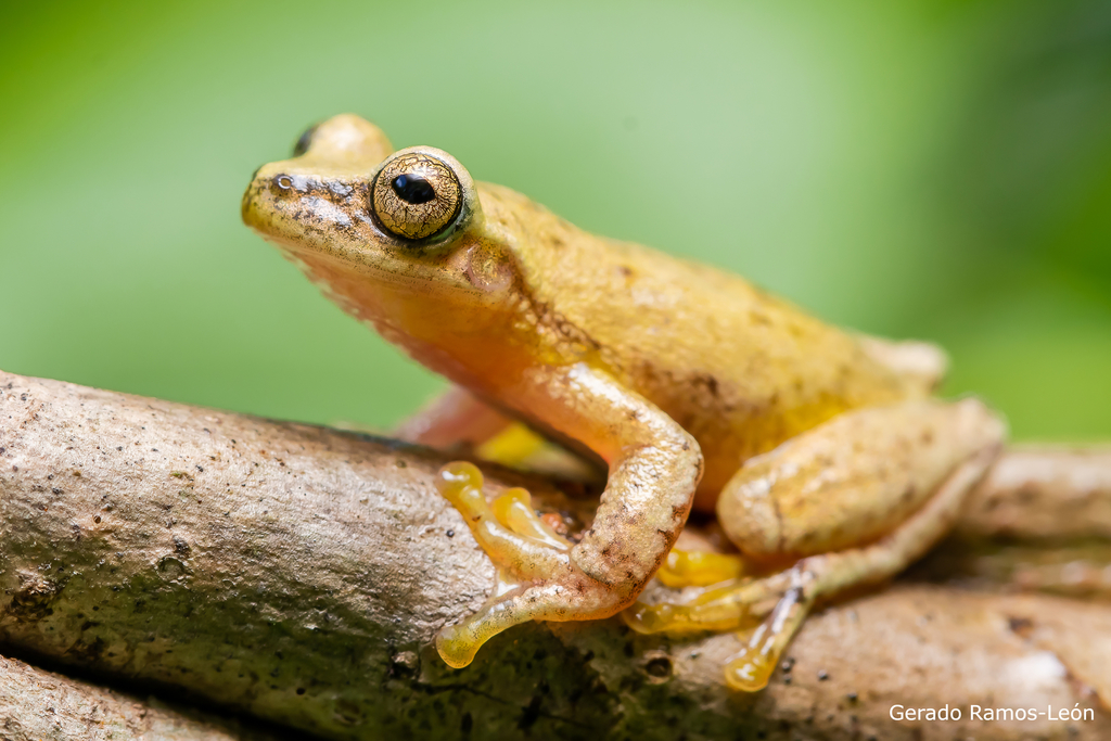 Emerald Tree Frog (Amphibians of Southern Mexico ) · iNaturalist