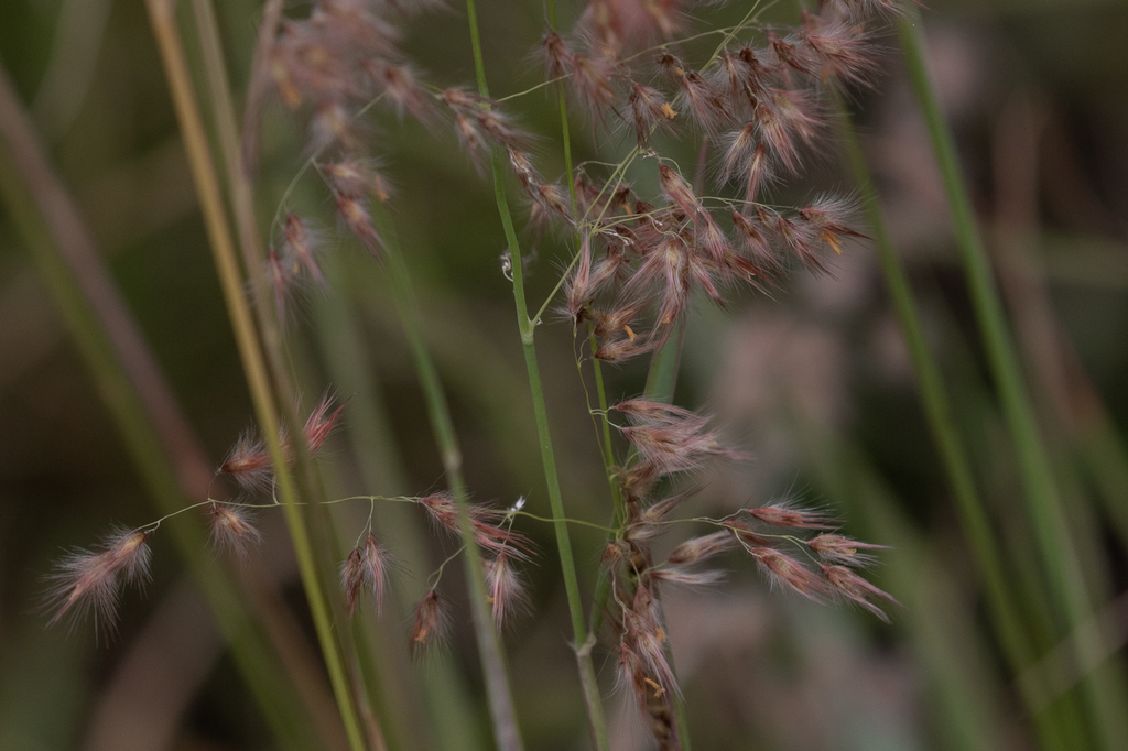Natal grass from Kgaswane Mountain Reserve, Rustenburg, NW, South ...