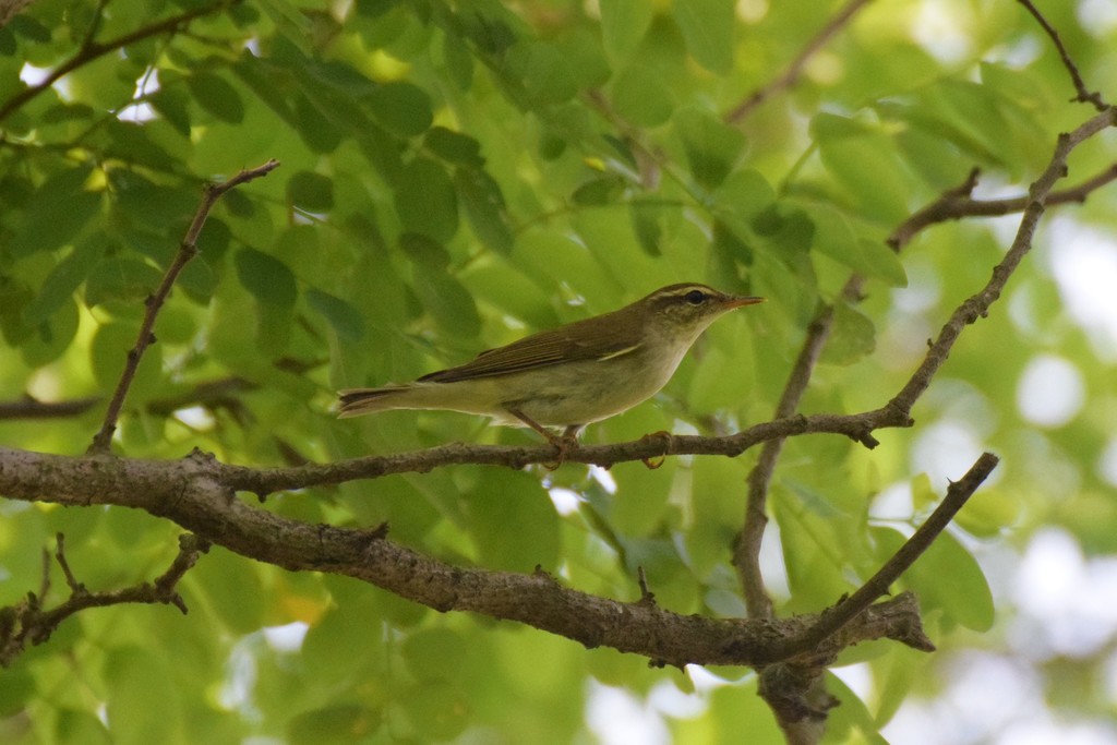 Kamchatka Leaf Warbler (Wildlife of the United States - Birds Pt.3 ...
