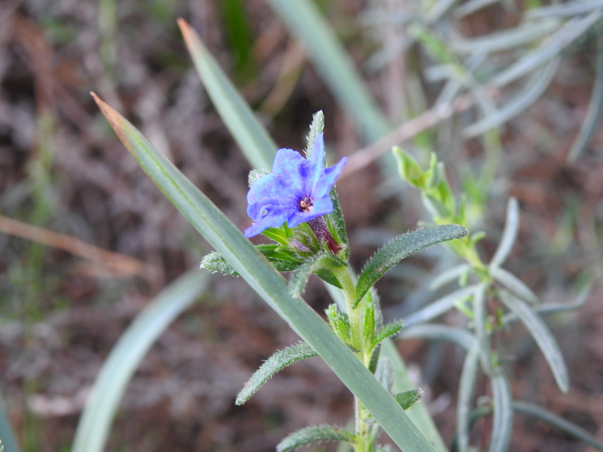 Glandora prostrata subsp. lusitanica (Samp.) D.C.Thomas