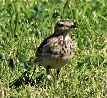 American Pipit from Bay Park, San Diego, CA, USA on February 28, 2022 ...