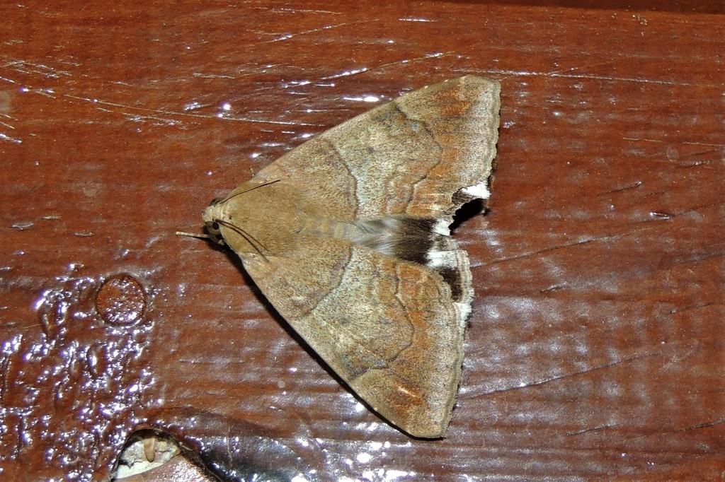 Castor Semi-looper from Strathdickie QLD 4800, Australia on February 28 ...