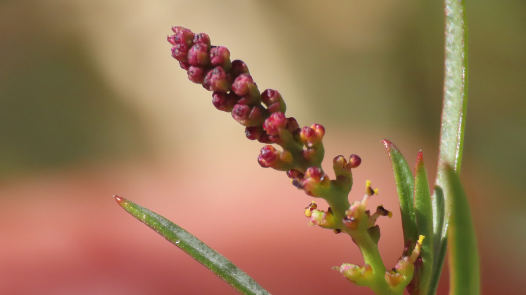 Narrow-leaved Stillingia from San Diego County, CA, USA on February 26 ...